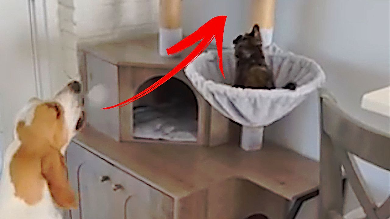 Pet pals: Dog and kitten invent their own ball game