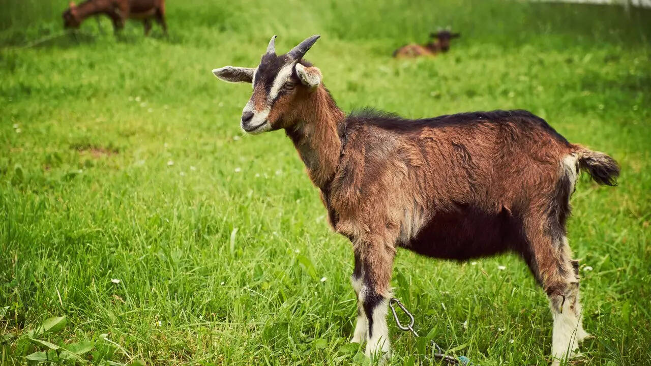Beyond the myths: 5 things that make goats truly unique