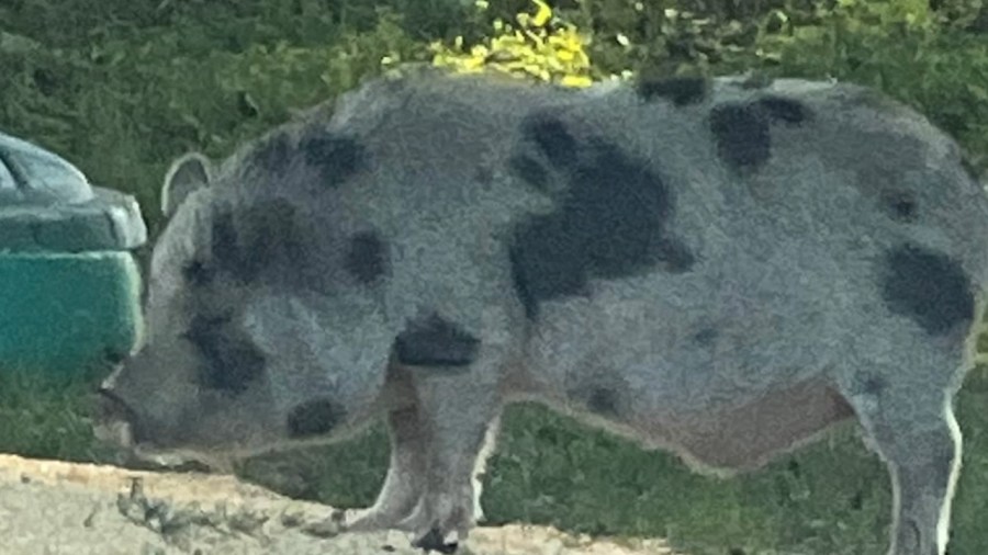 Stray pig frequents Manor Township golf course