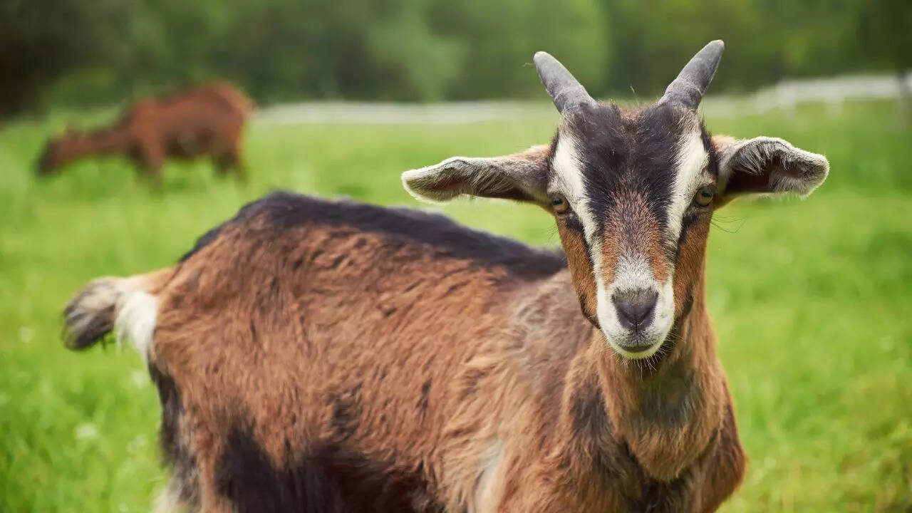 Beyond the myths: 5 things that make goats truly unique