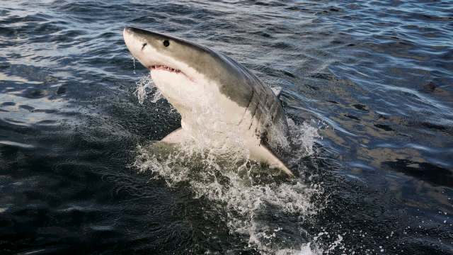 Experts issue warning after observing alarming shift in great white ...