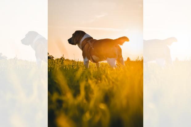 Approval for new dog walking area
