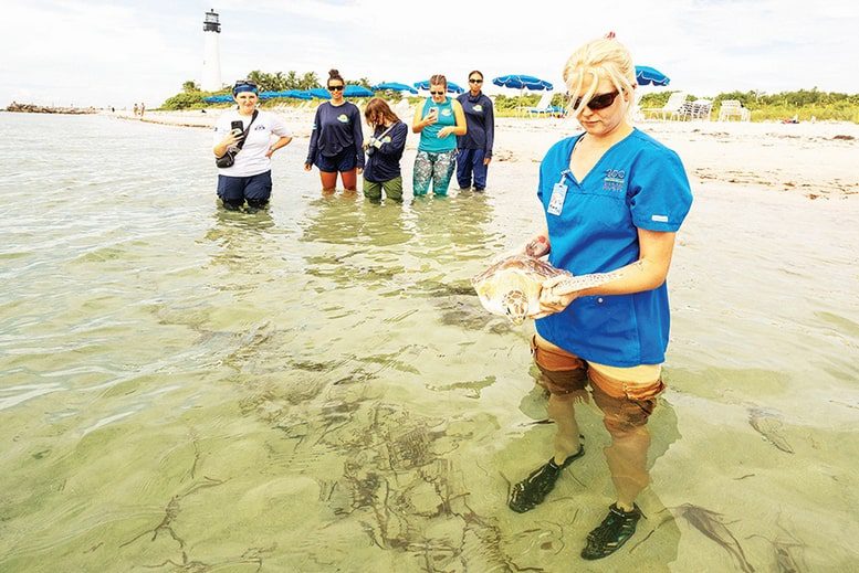 Sea turtle recovering at Zoo Miami returned to the wild