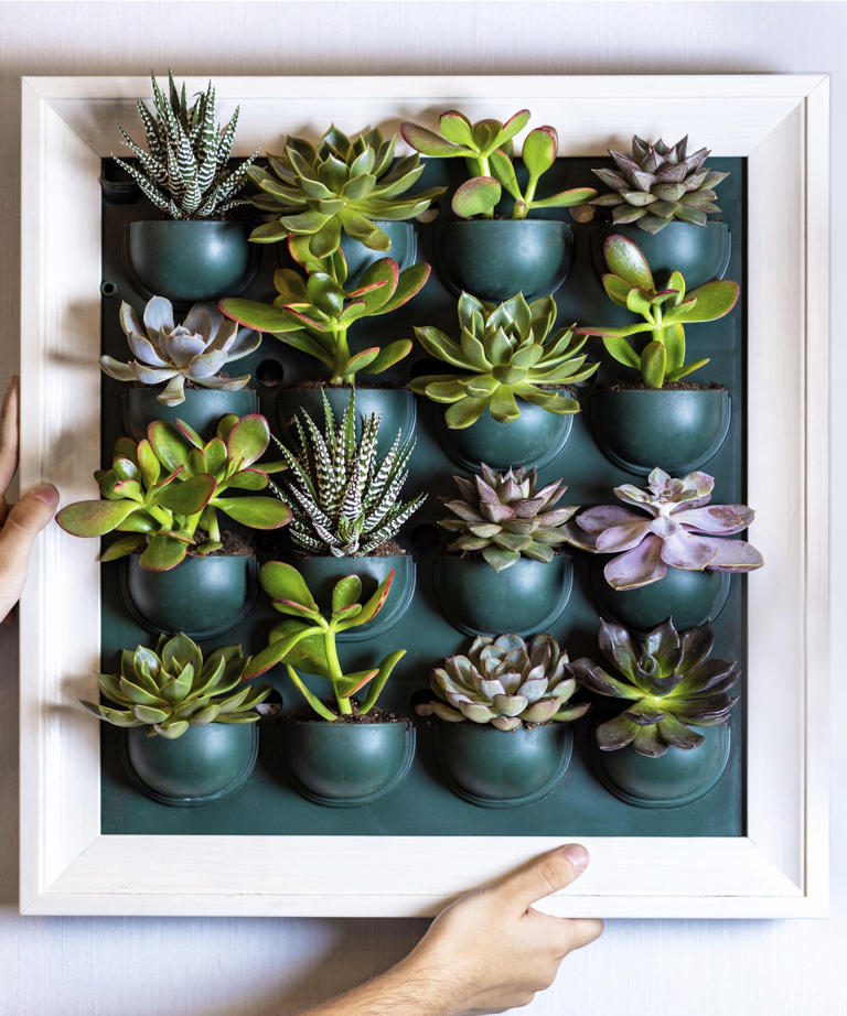I write about houseplants for a living and these are 5 indoor plant ...
