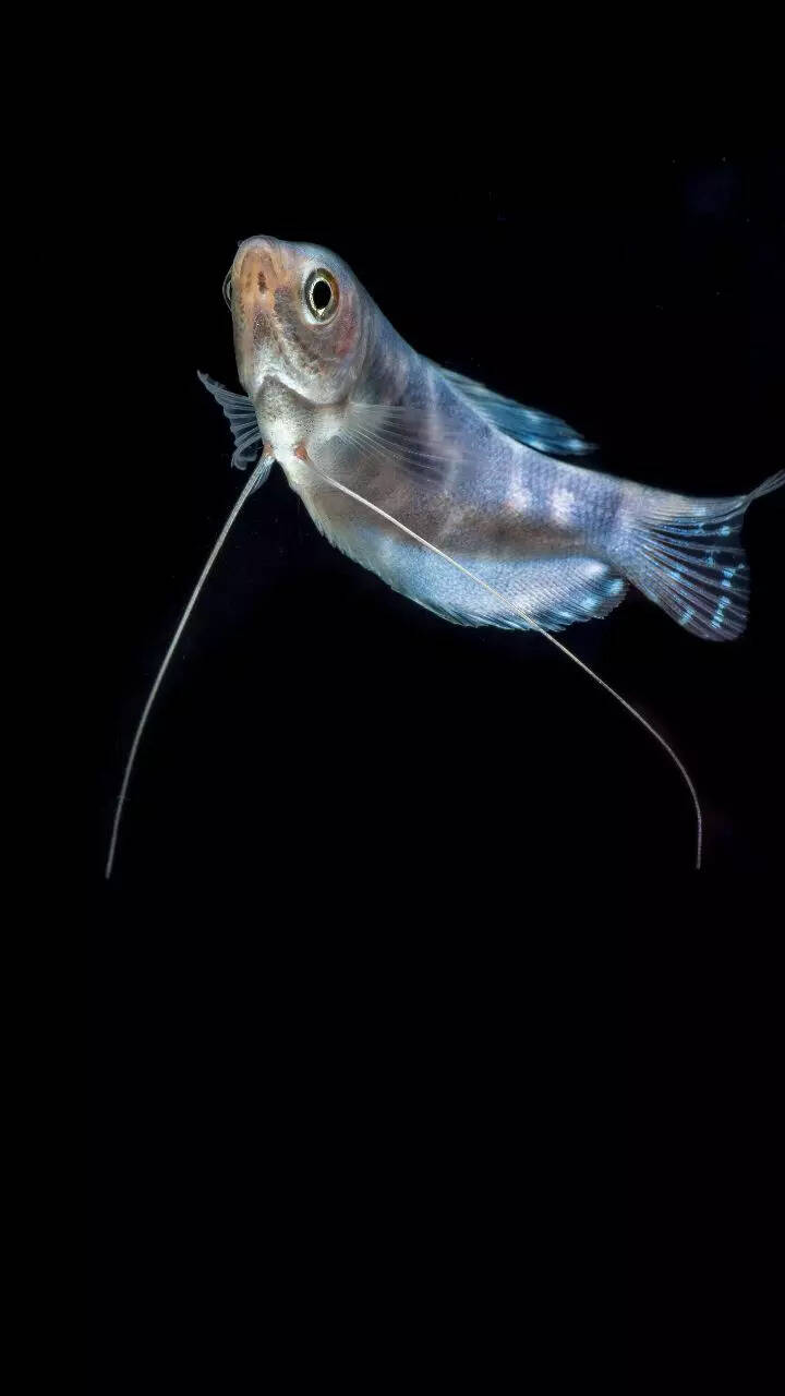 Three spot gourami care guide: 10 things to know