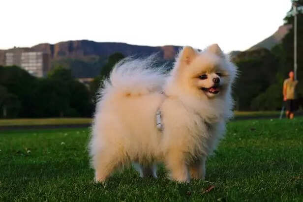 10 Pomeranian Training Hacks to Make Life Easier