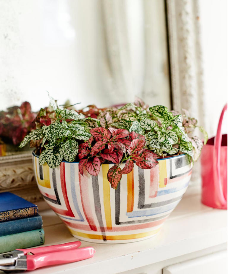 I write about houseplants for a living and these are 5 indoor plant ...