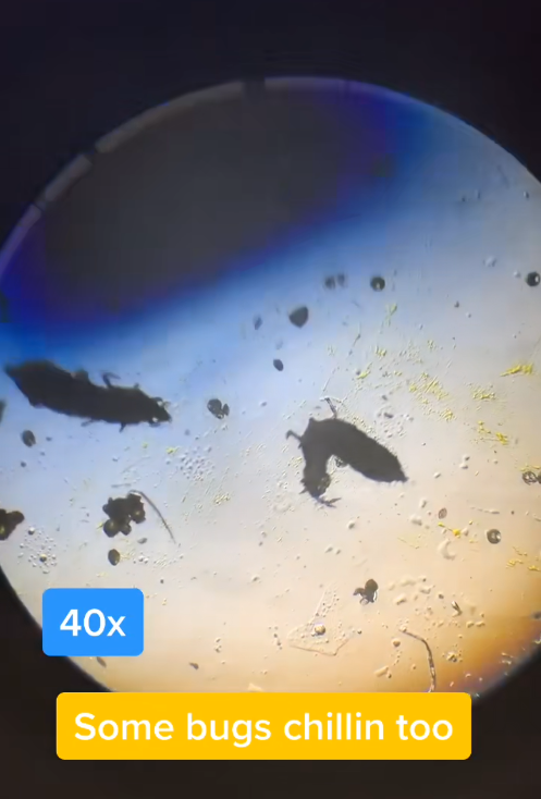 What Should I Put Under the Microscope Next?