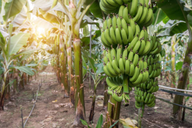 Exportaciones de banano del Caribe crecieron 18 % en primer semestre de ...
