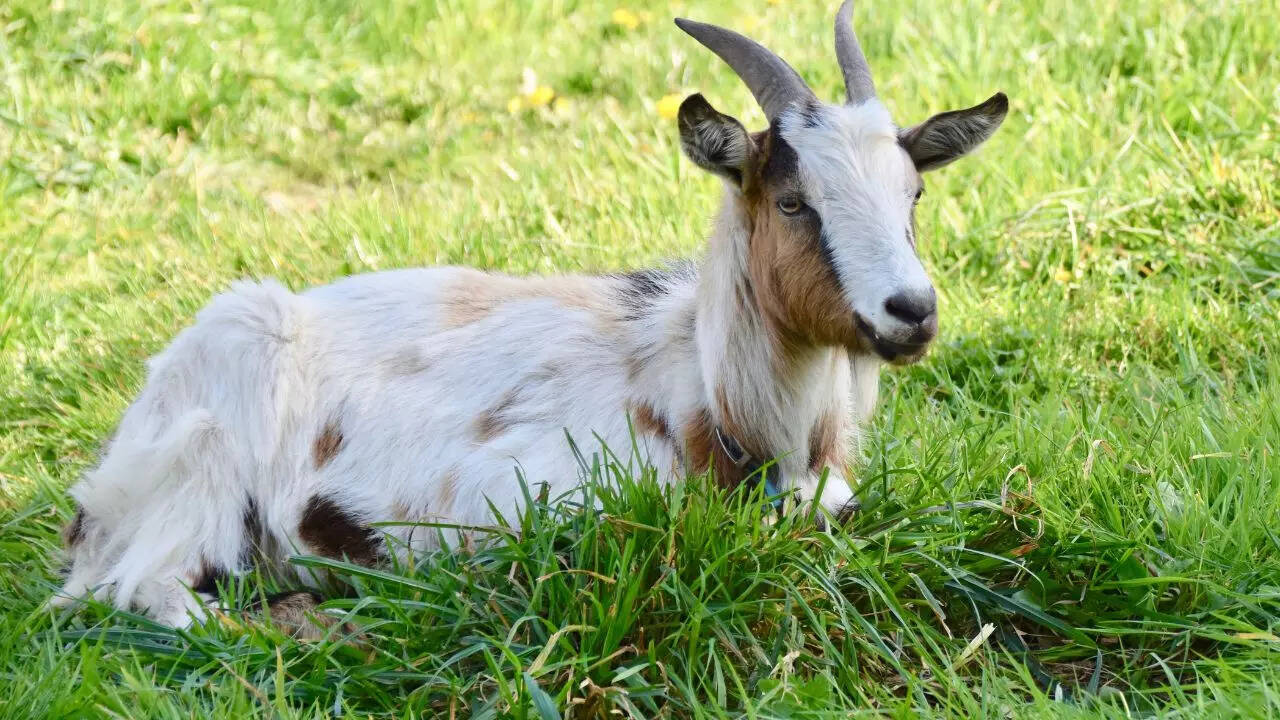 Beyond the myths: 5 things that make goats truly unique