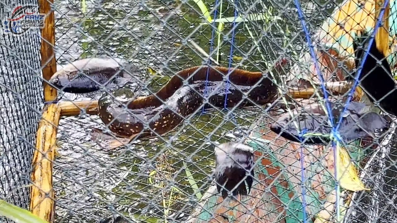 4 Biji Lele Lembat Wakanda – Ikan Hias Unik untuk Aquascape dan Kolam