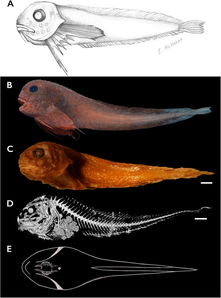 Meet Bumpy: The Unexpectedly Cute Creature Discovered in The Abyss