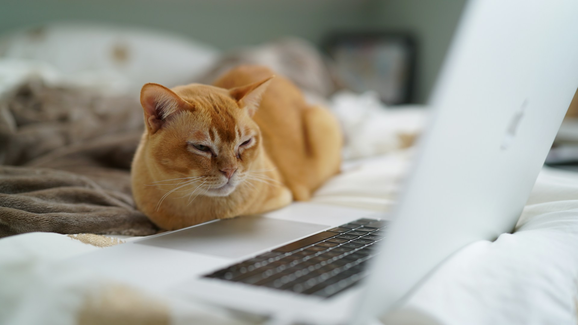 The most beautiful cat breeds, according to science