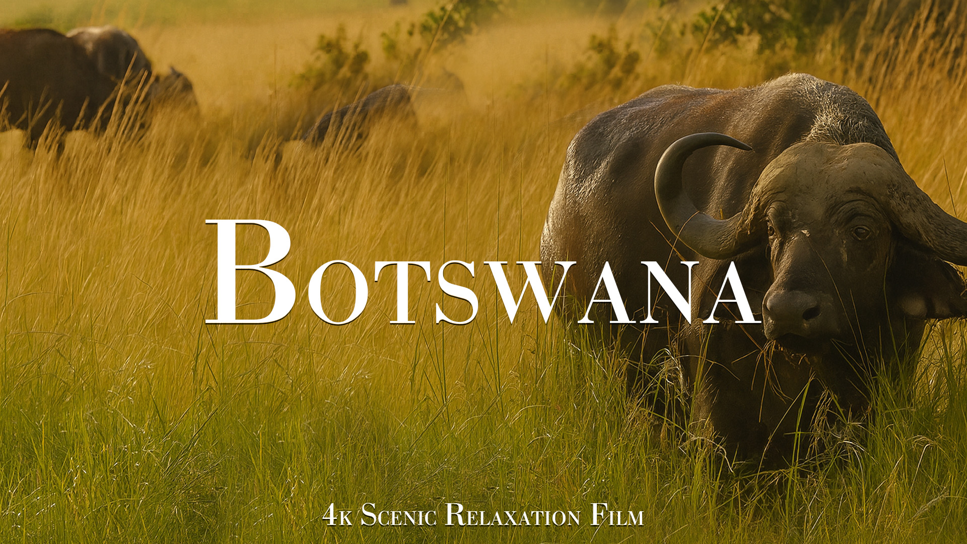 Wildlife and Aerials of Botswana – Captured in 4K