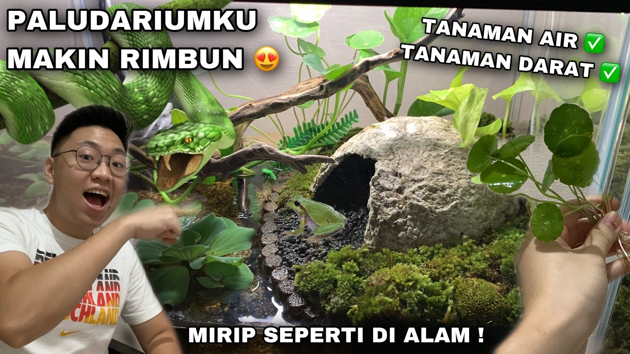 Paludarium Buatanku Makin Hijau dan Rimbun! Hewan Baru & Tumbuhan Baru ...