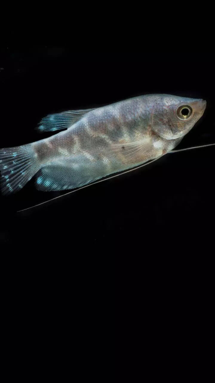 Three spot gourami care guide: 10 things to know