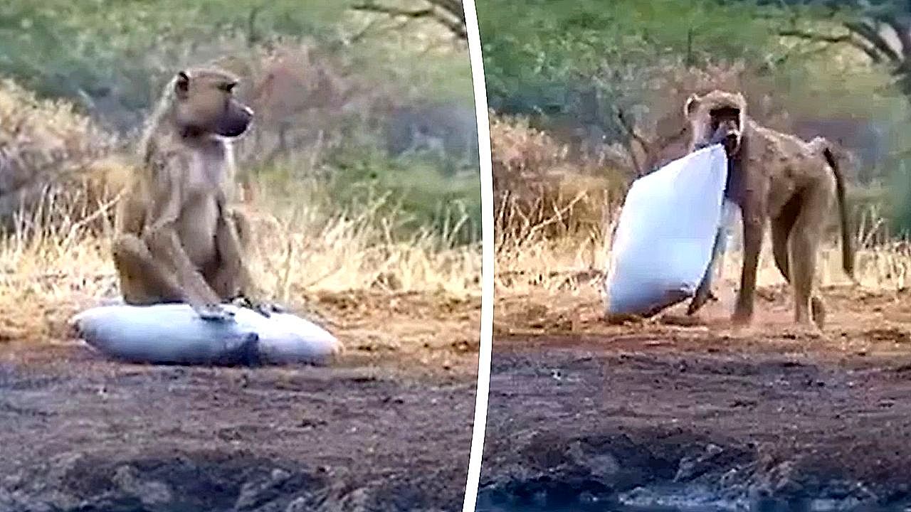 Baboon steals pillow and proudly sits on it at Kenyan lodge