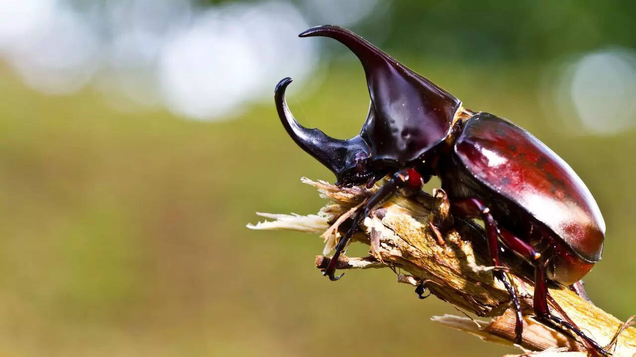 Luxury sting: Why is the Stag Beetle a collector's dream, and sells for ...
