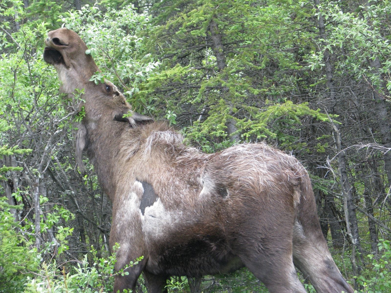 What to know about moose 'rutting' season in MA. Why you might see more ...