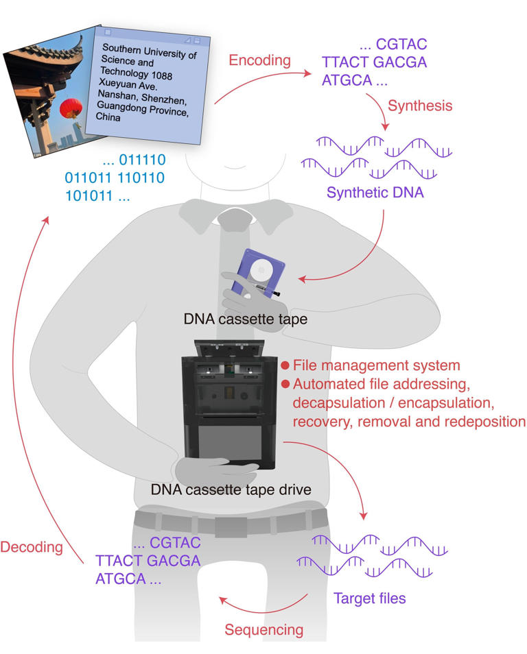Researchers develop dna cassette tape for massive data storage