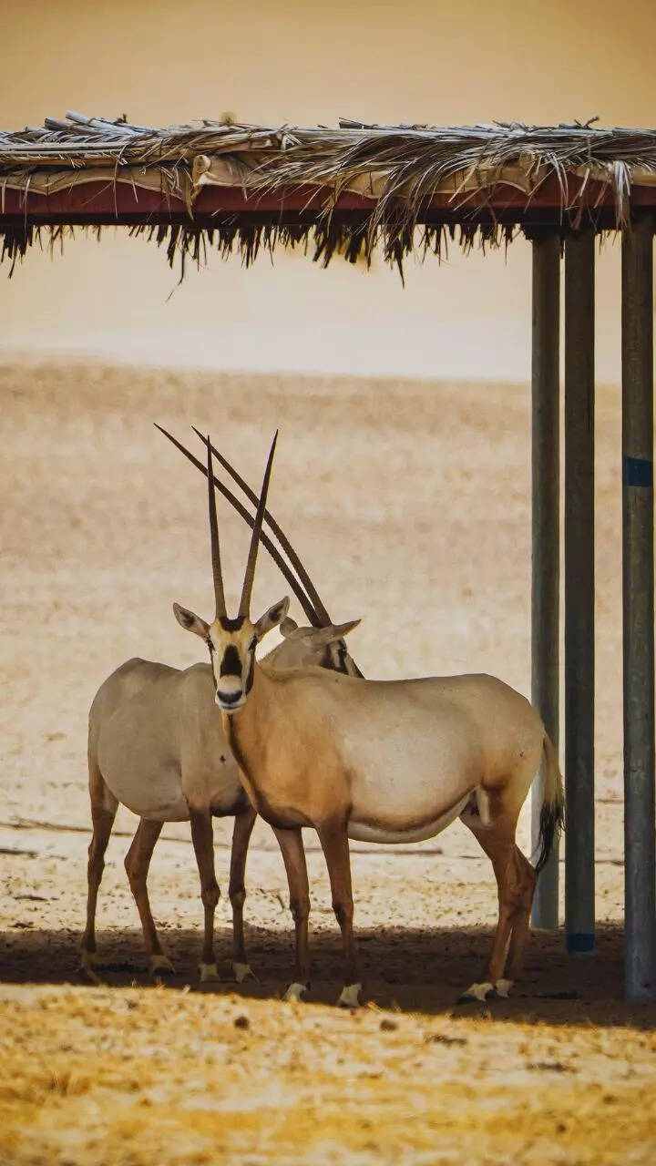 9 animals found only in the Middle East and where to spot them