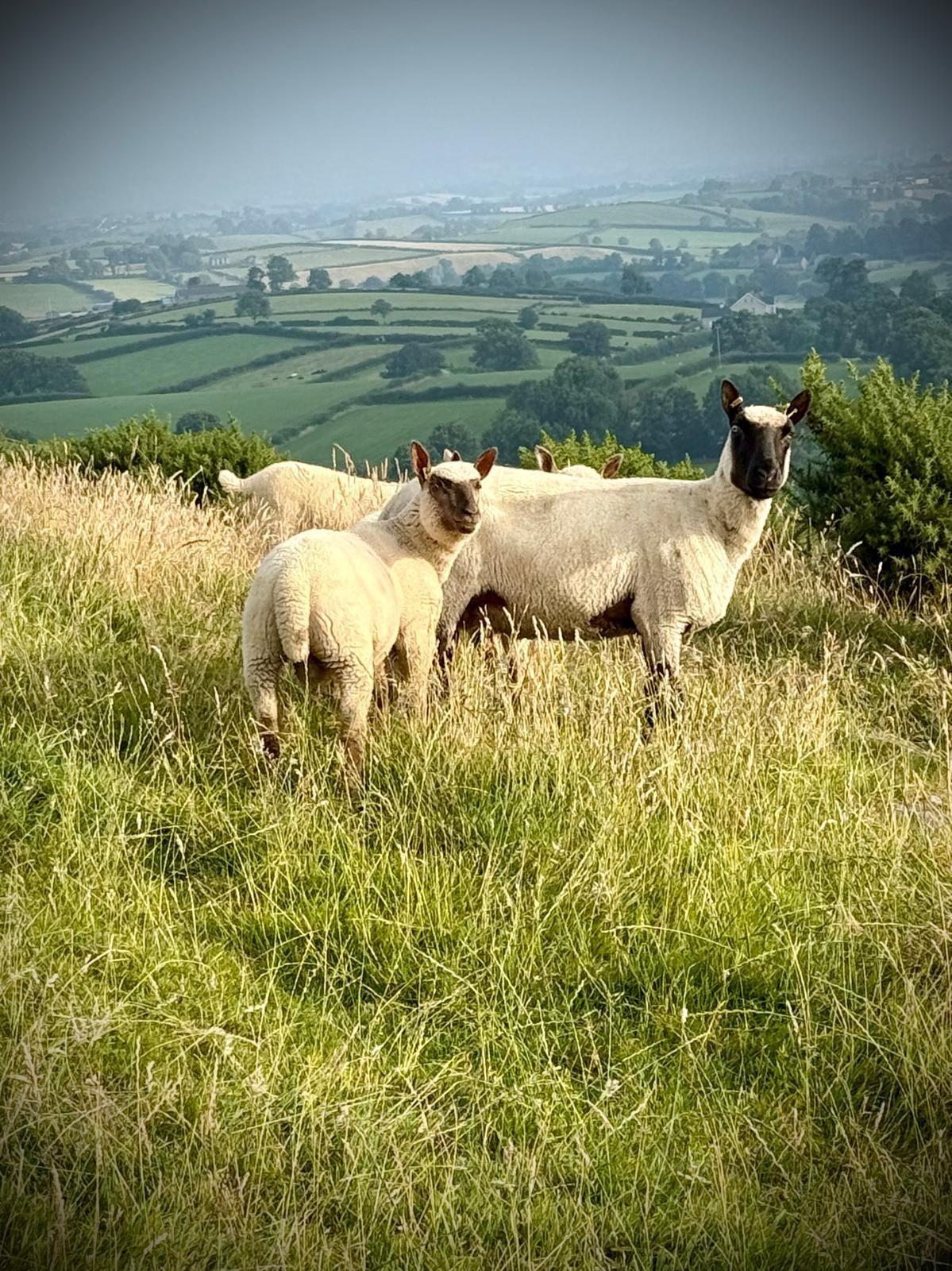 Explore Nature-Friendly Farming at Shanaghan Hill Farm, Katesbridge