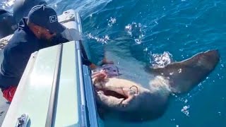 The Sea Monster Fight That Didn't Go as Planned