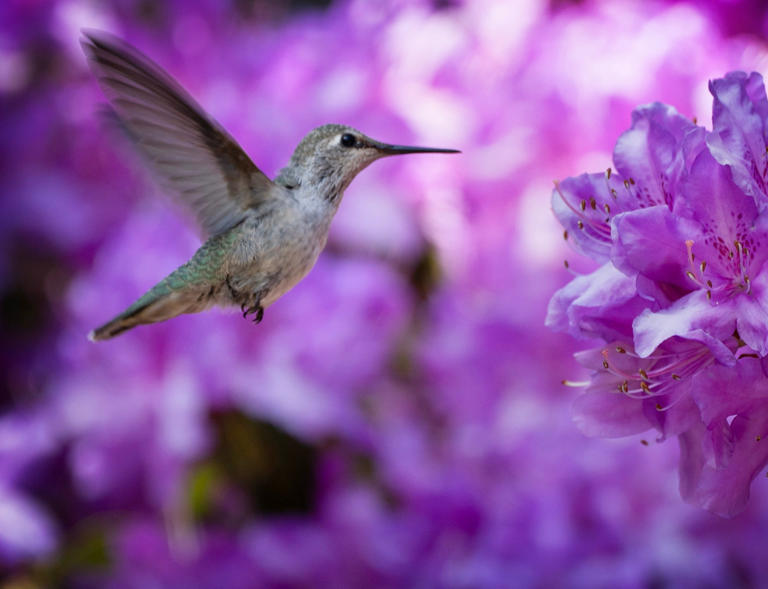 Baby hummingbirds could be migrating through your yard. Track ...