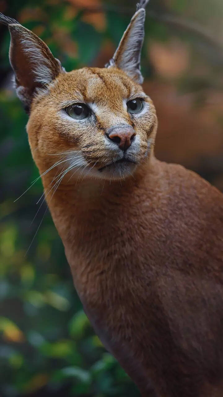 9 animals found only in the Middle East and where to spot them