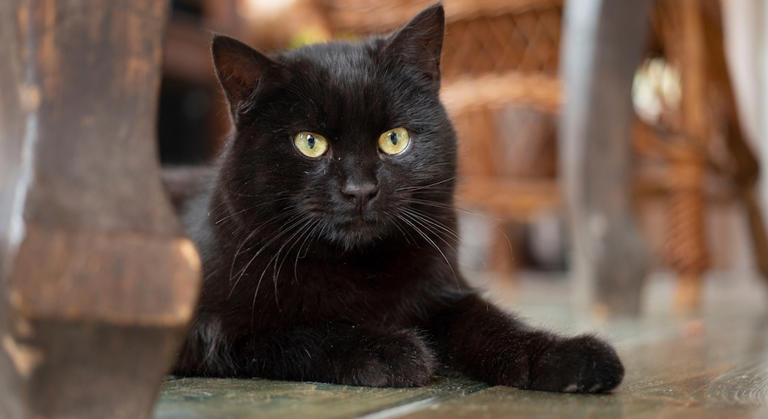 Il gatto Bombay: eleganza, affetto e intelligenza in un corpo da pantera