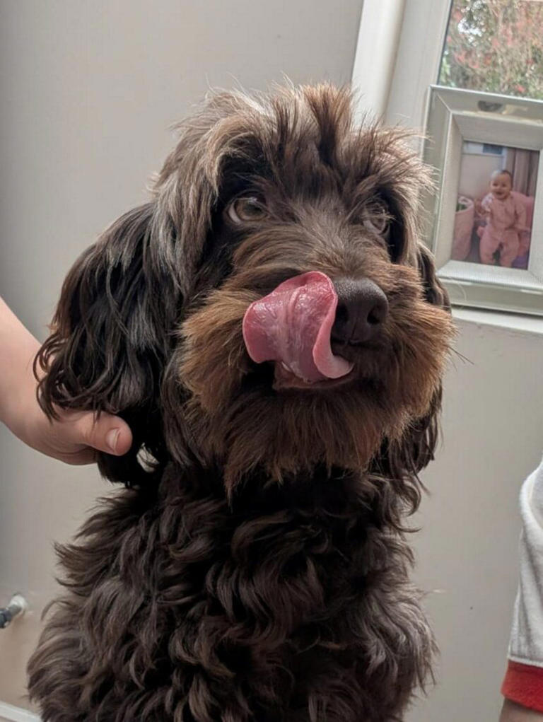 Dog missing for a week lured back with bacon in emotional reunion