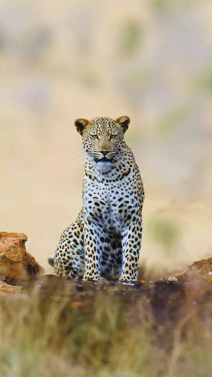 9 animals found only in the Middle East and where to spot them