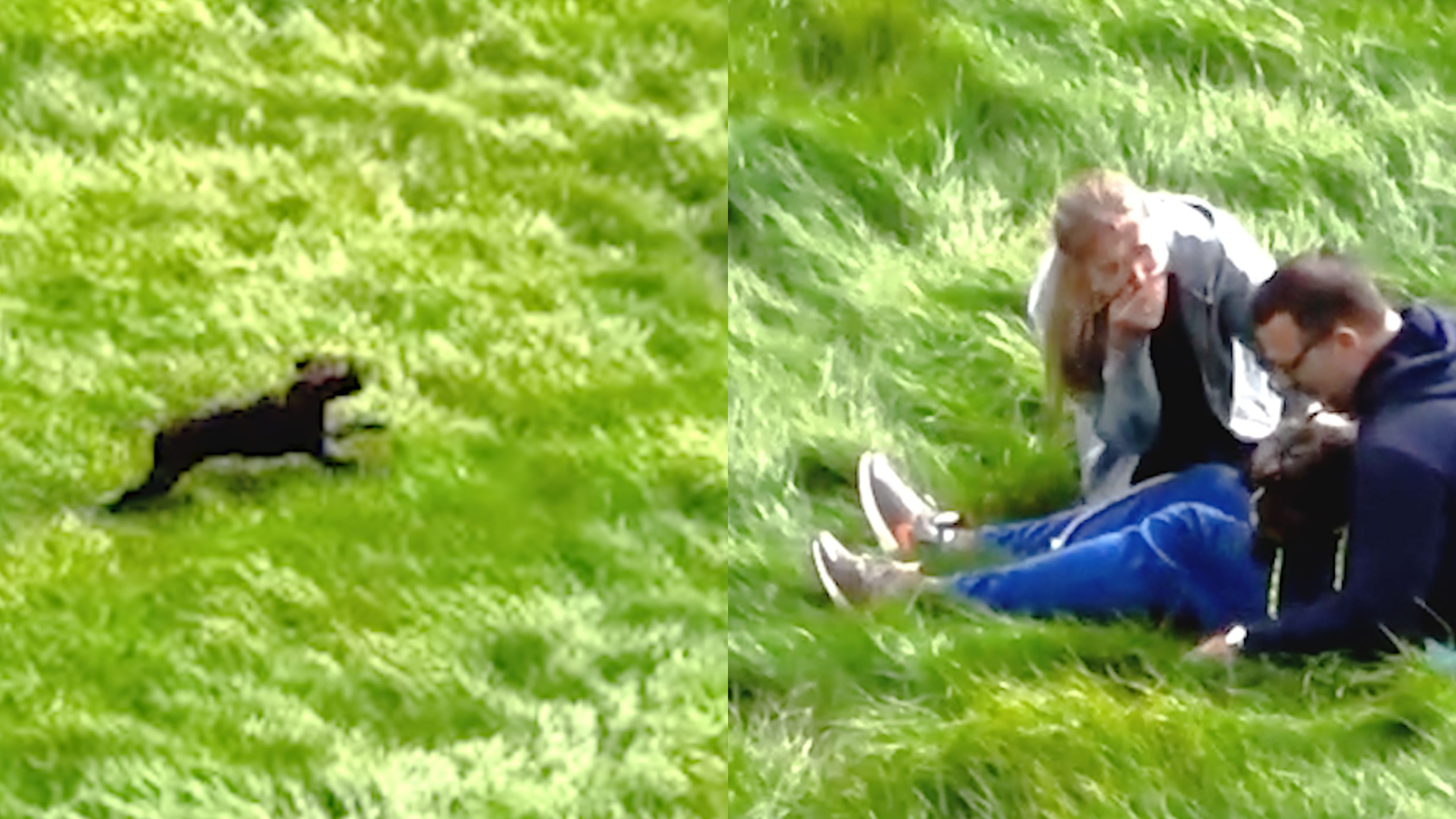 Dog missing from home for a week lured back with bacon for emotional ...