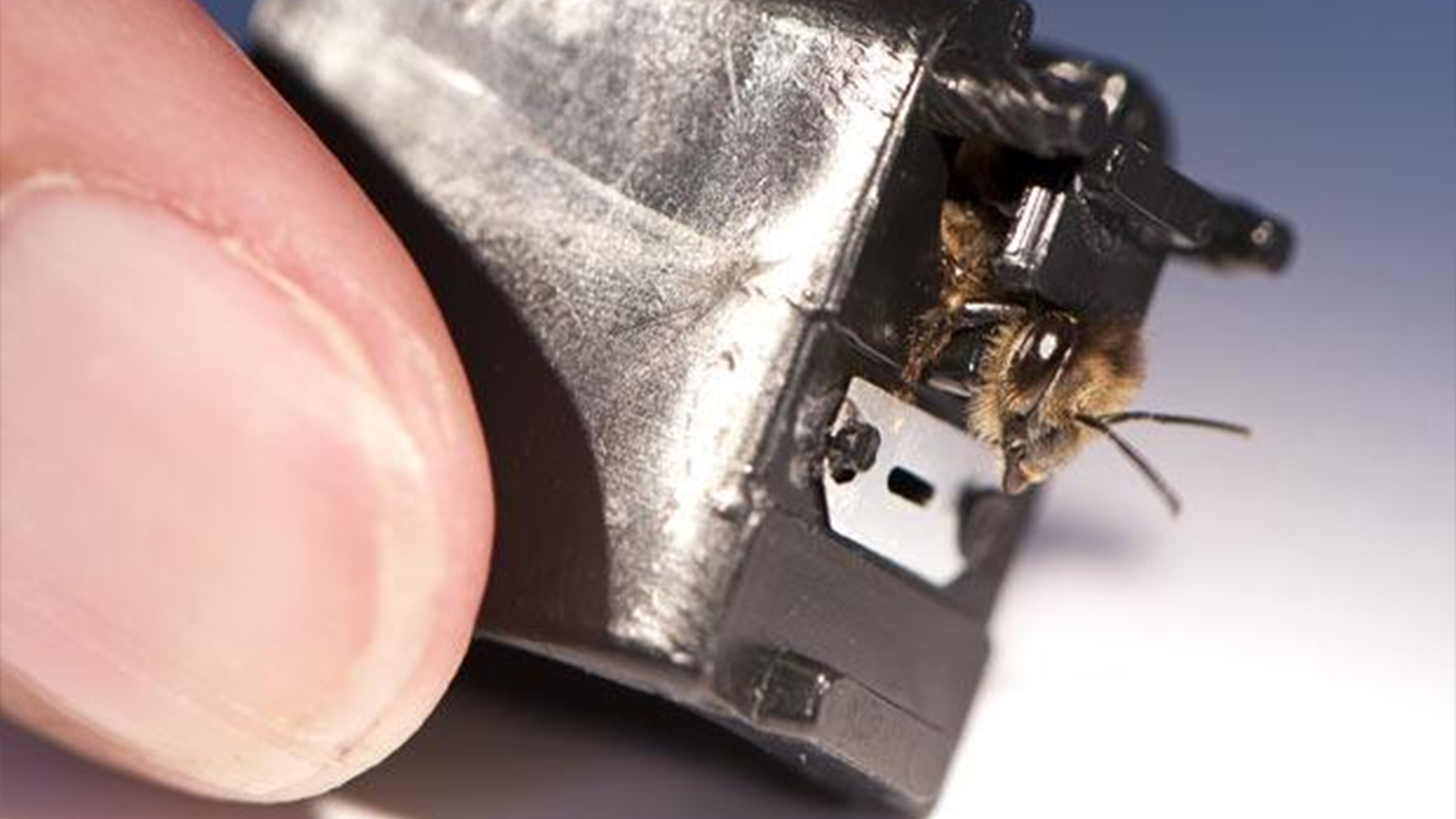 These Honeybees are Created to Detect Bombs