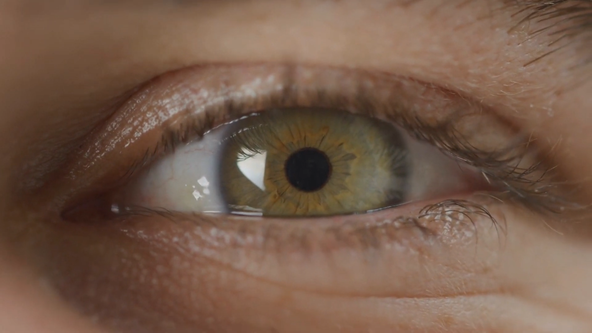 The evolution of the human brain - from cavemen to modern minds