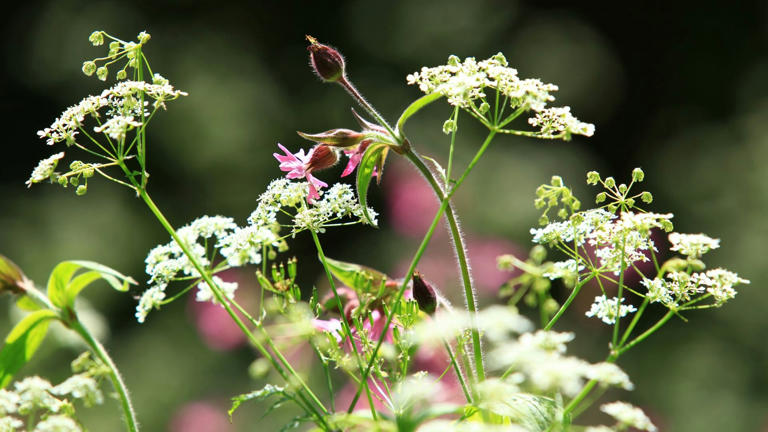 Take it easy! Why walking slowly is incredibly good for you