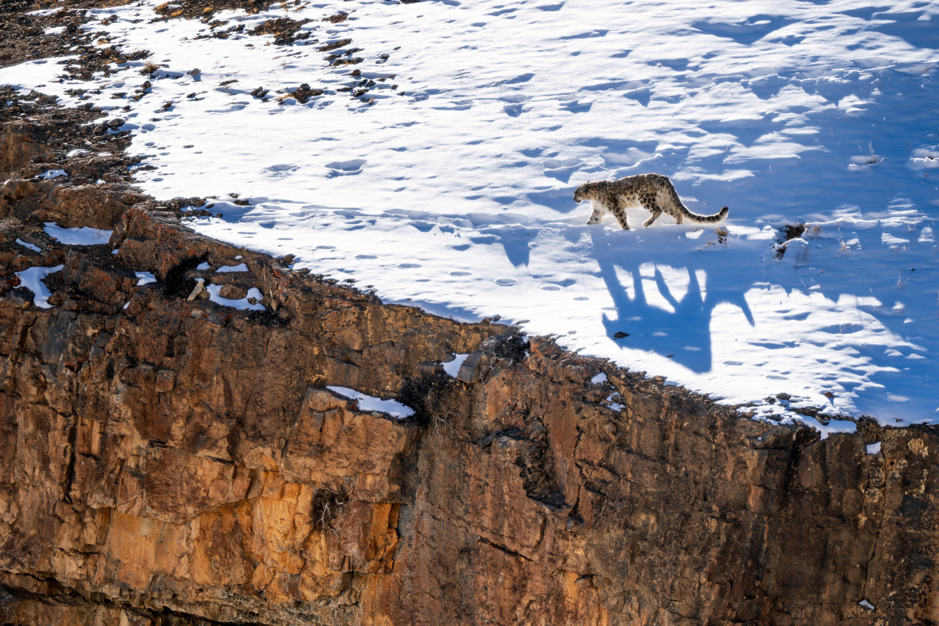 The mysterious life of snow leopards