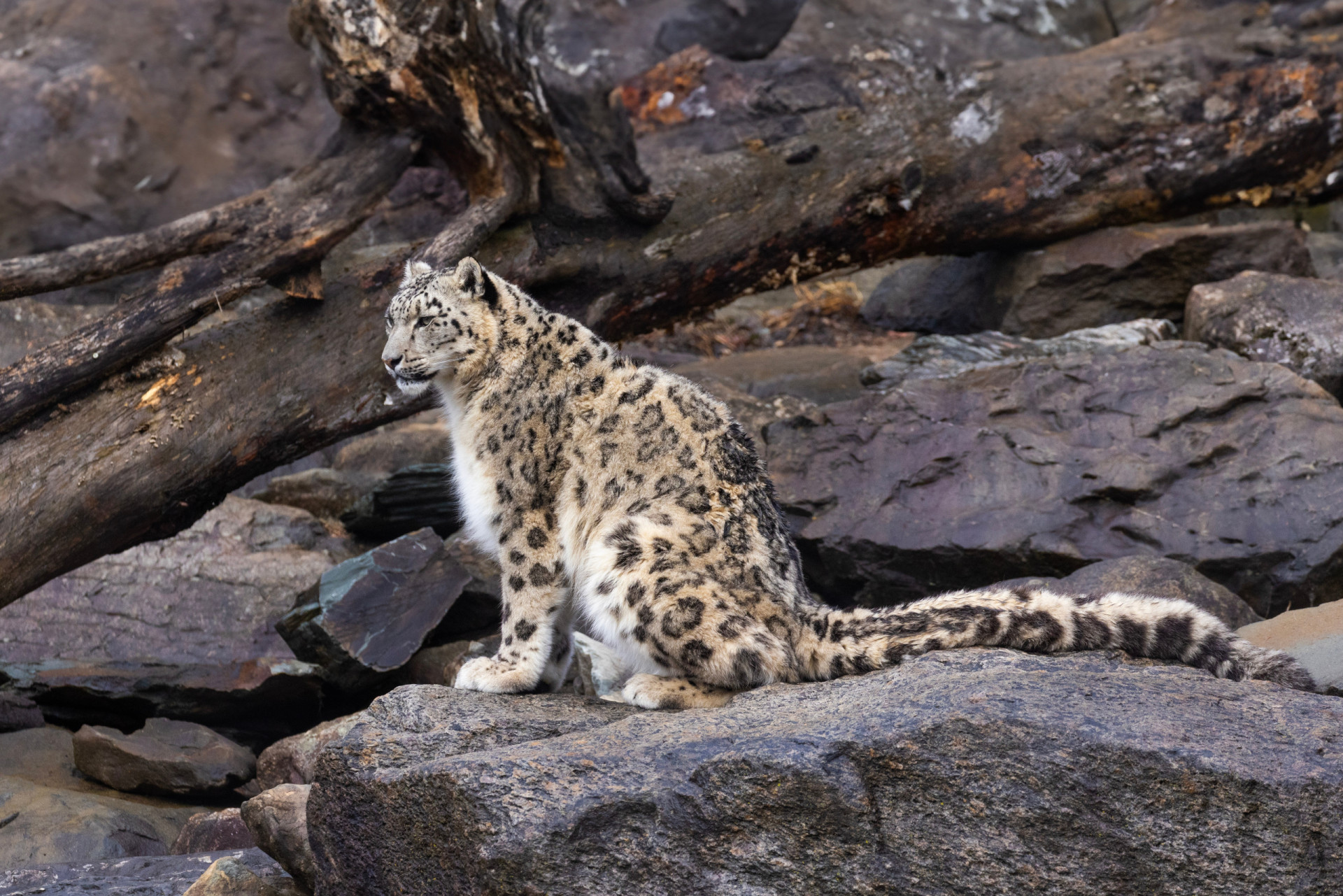 The mysterious life of snow leopards