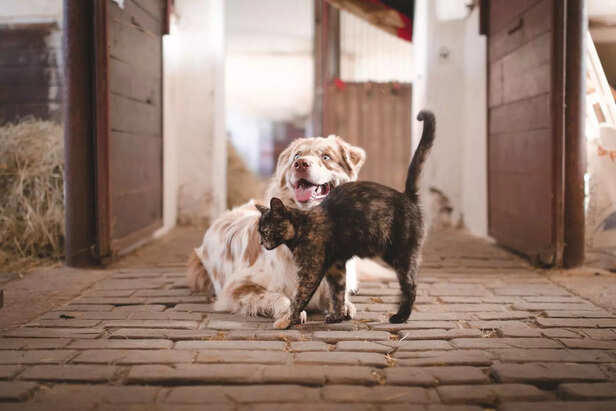 Why Dogs Follow Rules and Cats Don’t: A Psychological Perspective