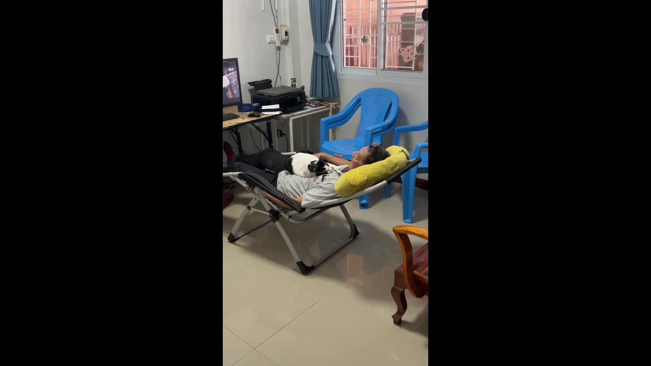 Pet cat sleeps on owner's tummy in front of TV