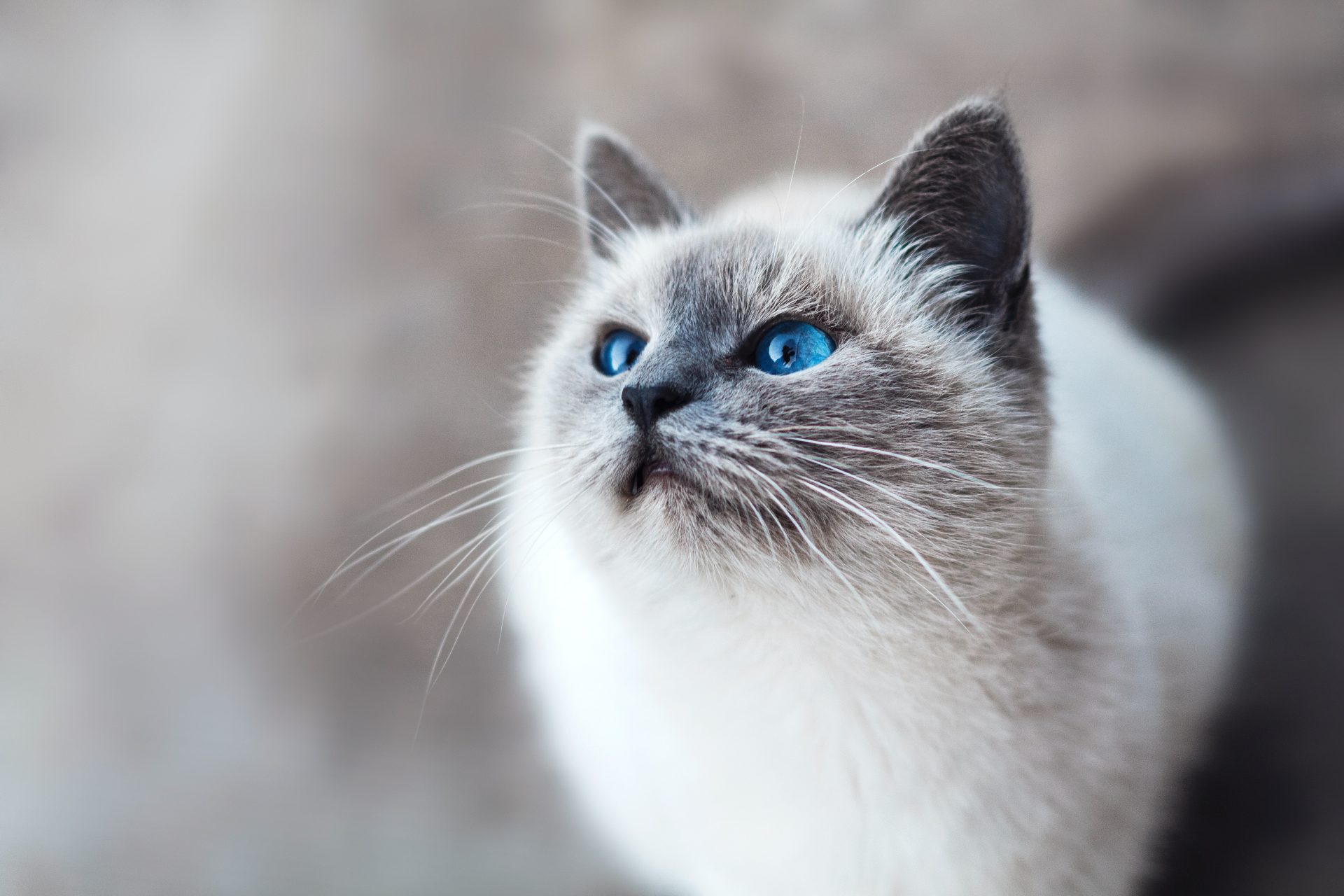 The most beautiful cat breeds, according to science