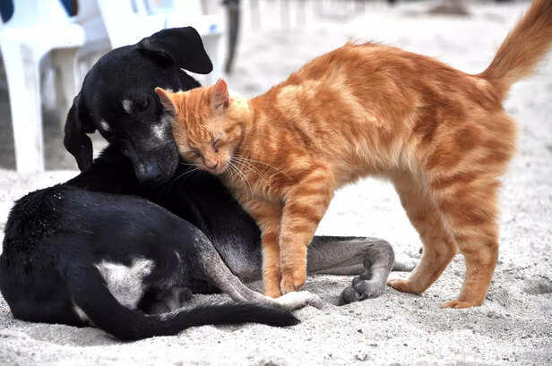 Why Dogs Follow Rules and Cats Don’t: A Psychological Perspective