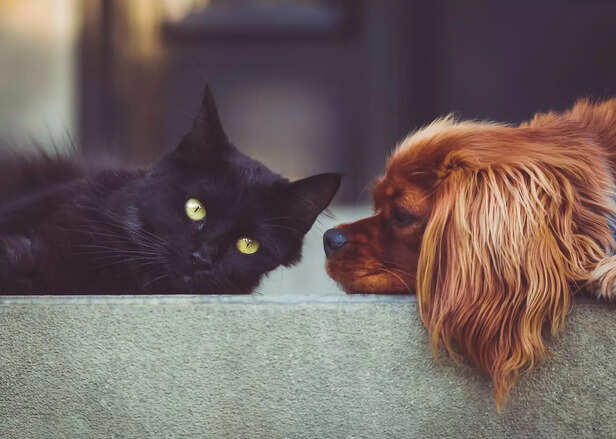 Why Dogs Follow Rules and Cats Don’t: A Psychological Perspective