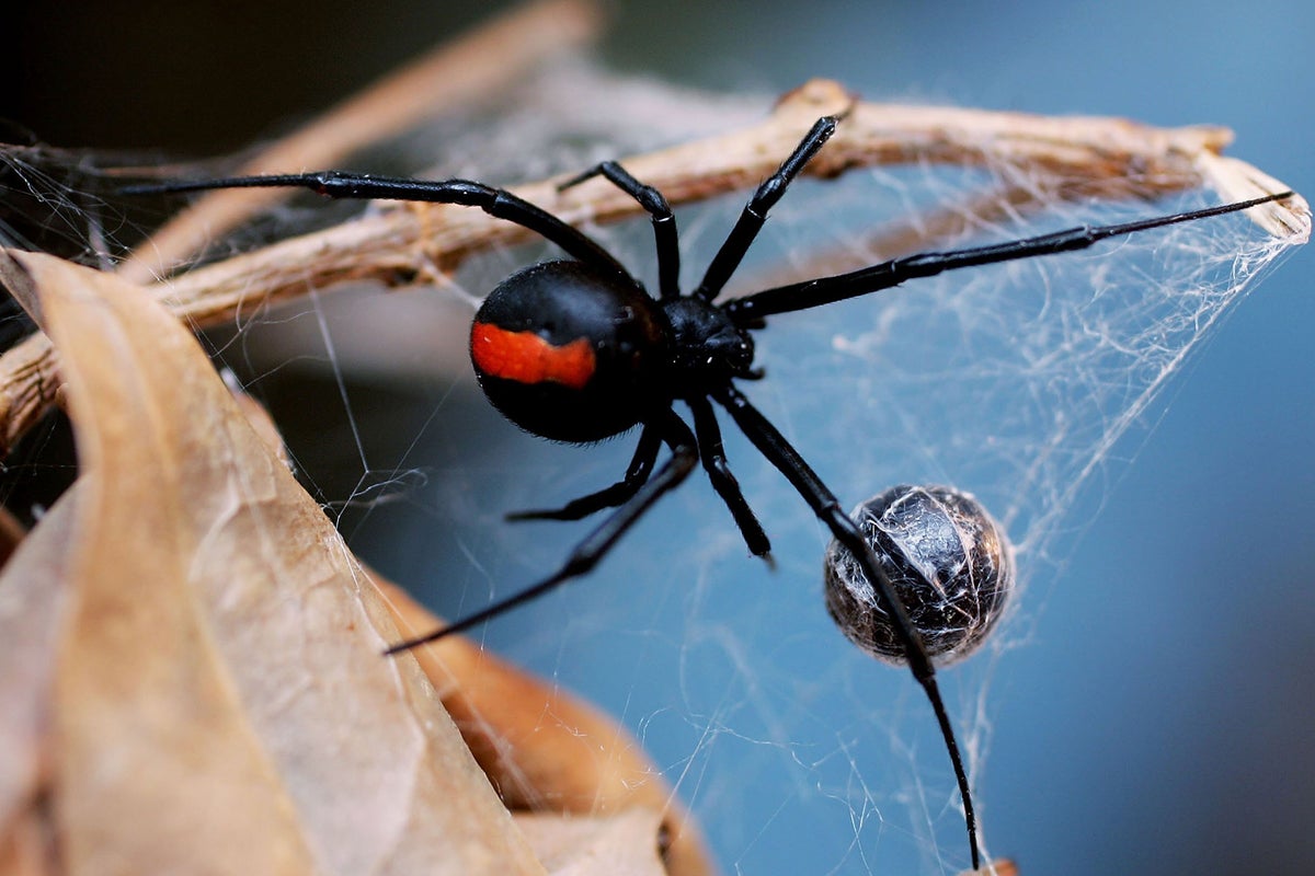 Redback spider scare at Japan’s Osaka Expo sparks safety warning