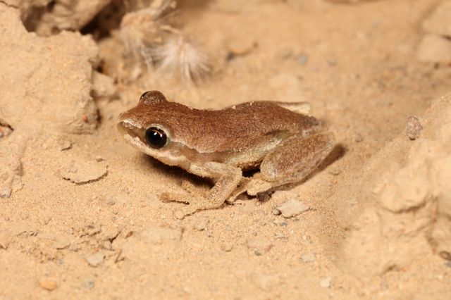 Startup develops frog-inspired gel that can pull water out of thin air ...