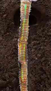 A Bizarre and Frightening Worm Discovered in the Deep Sea
