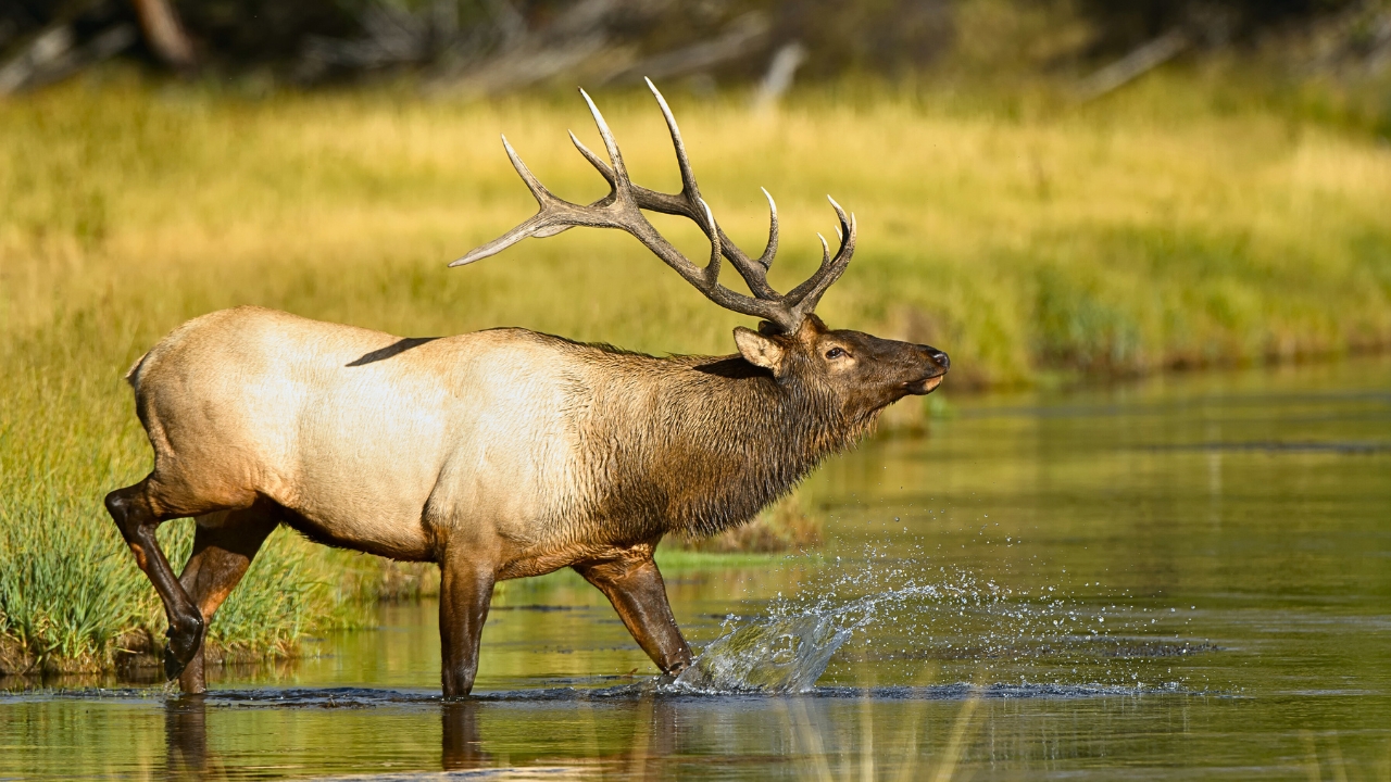 Rounds that consistently drop elk—even with a marginal shot