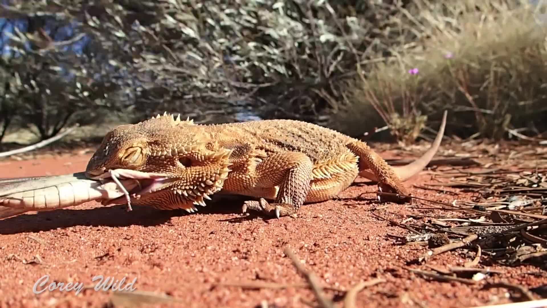 Bearded dragon | World's best pet lizard and reptiles from Australia