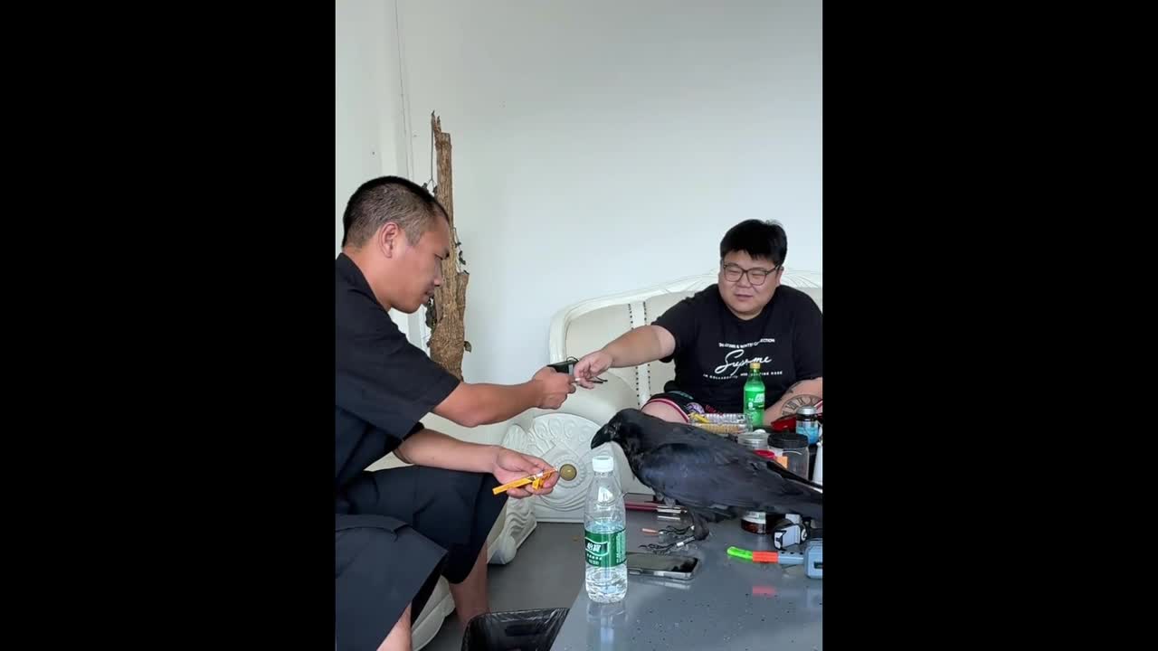 Clever crow steals cigarette in Chongqing, China