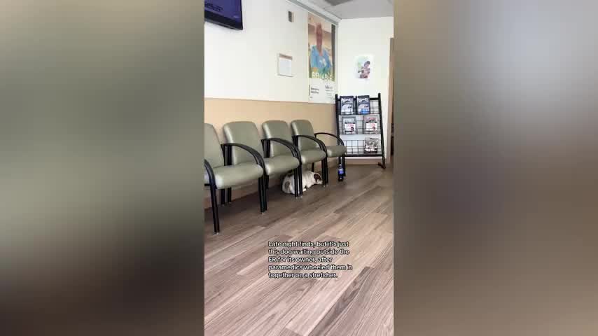 Tears as Dog Waits For Owner in the Emergency Room